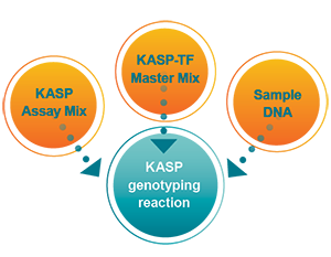 How does KASP work | LGC Biosearch Technologies